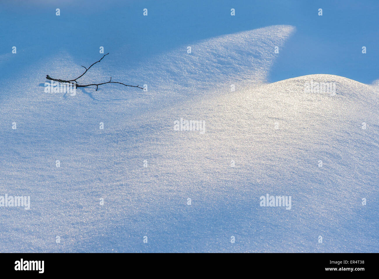 Single fallen branch on snow Stock Photo - Alamy