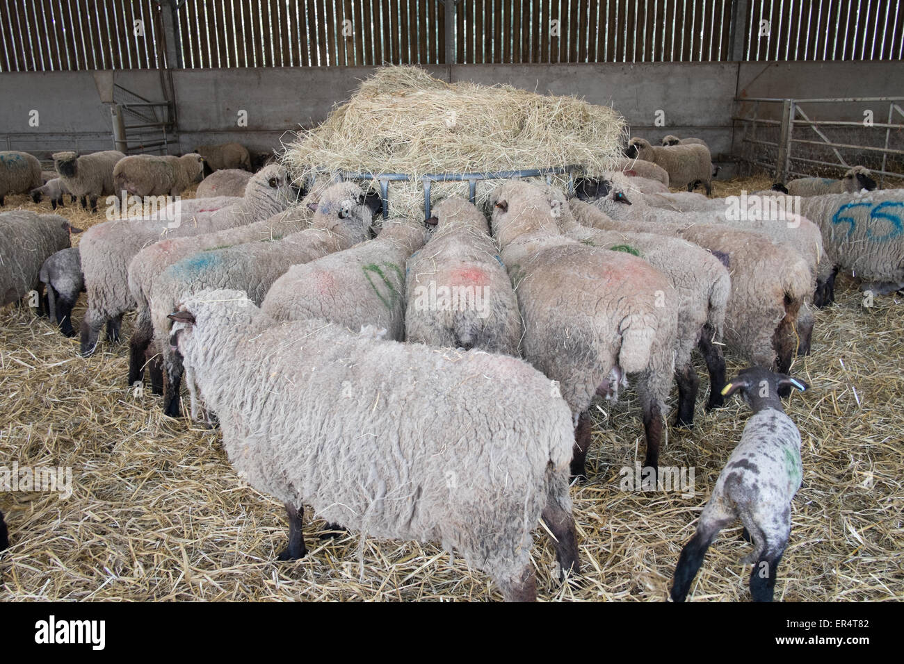 Sheep eating hay from a metal manger in a barn Sandwell Birmingham ...