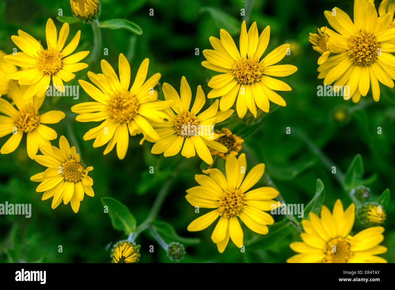 Yellow Asters