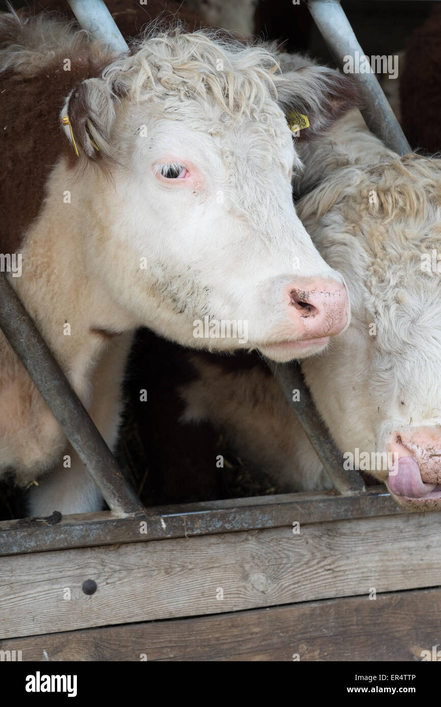 Close up of a cow in a pen in a barn Sandwell Birmingham England Stock ...