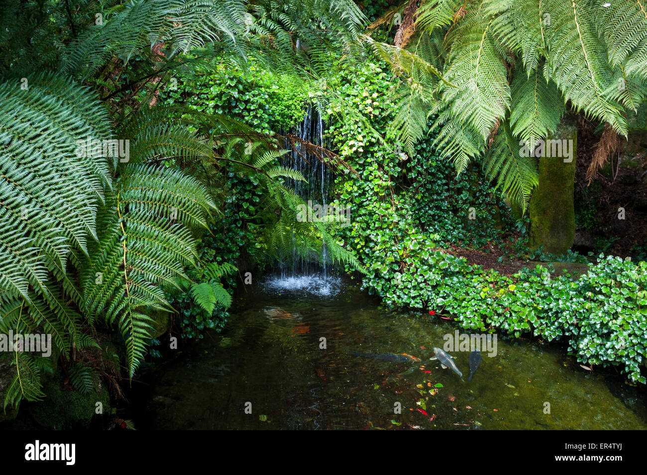 Tree ferns and greenery beside a pool with a waterfall and fish at ...