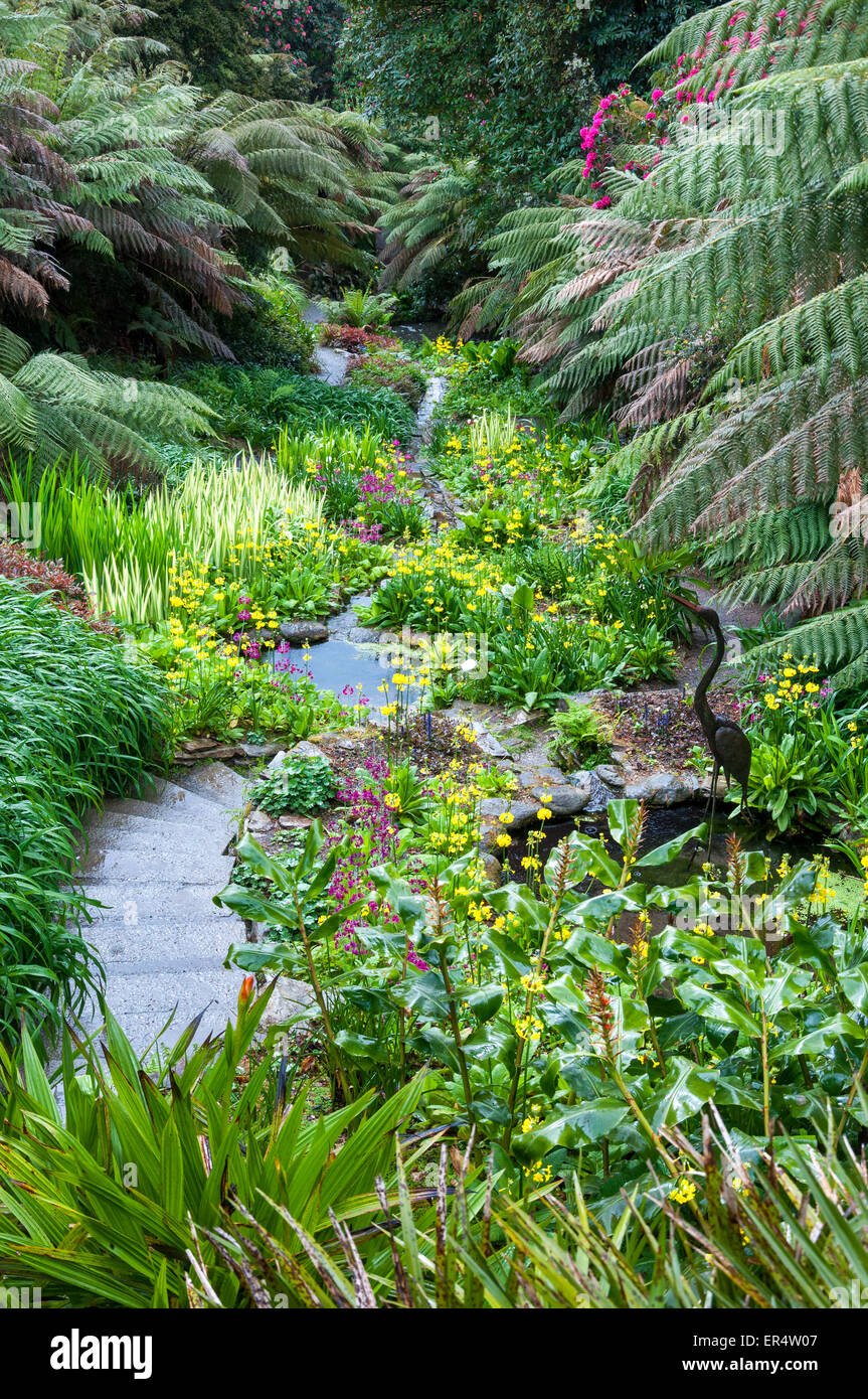 Beautiful stream garden at Trebah gardens spring with colourful ...