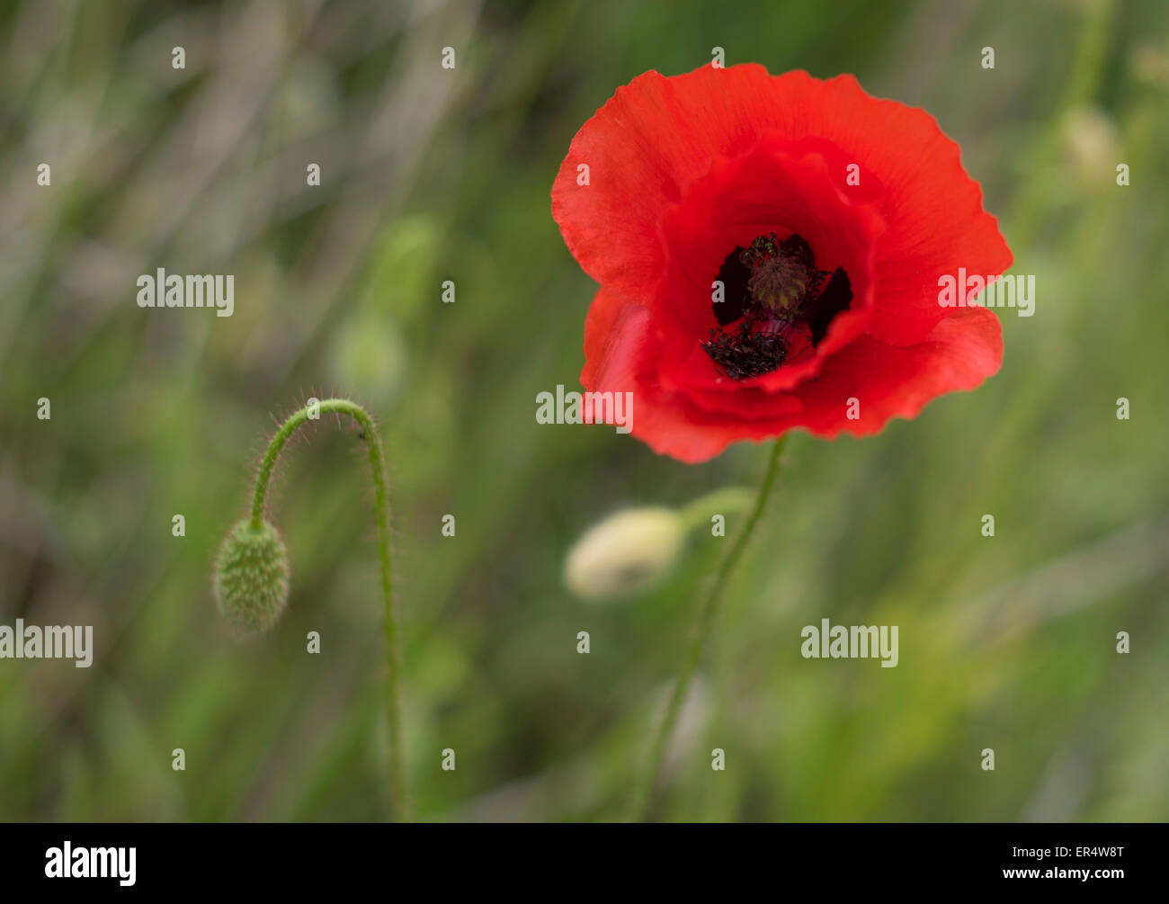poppy flower growing wild Stock Photo - Alamy