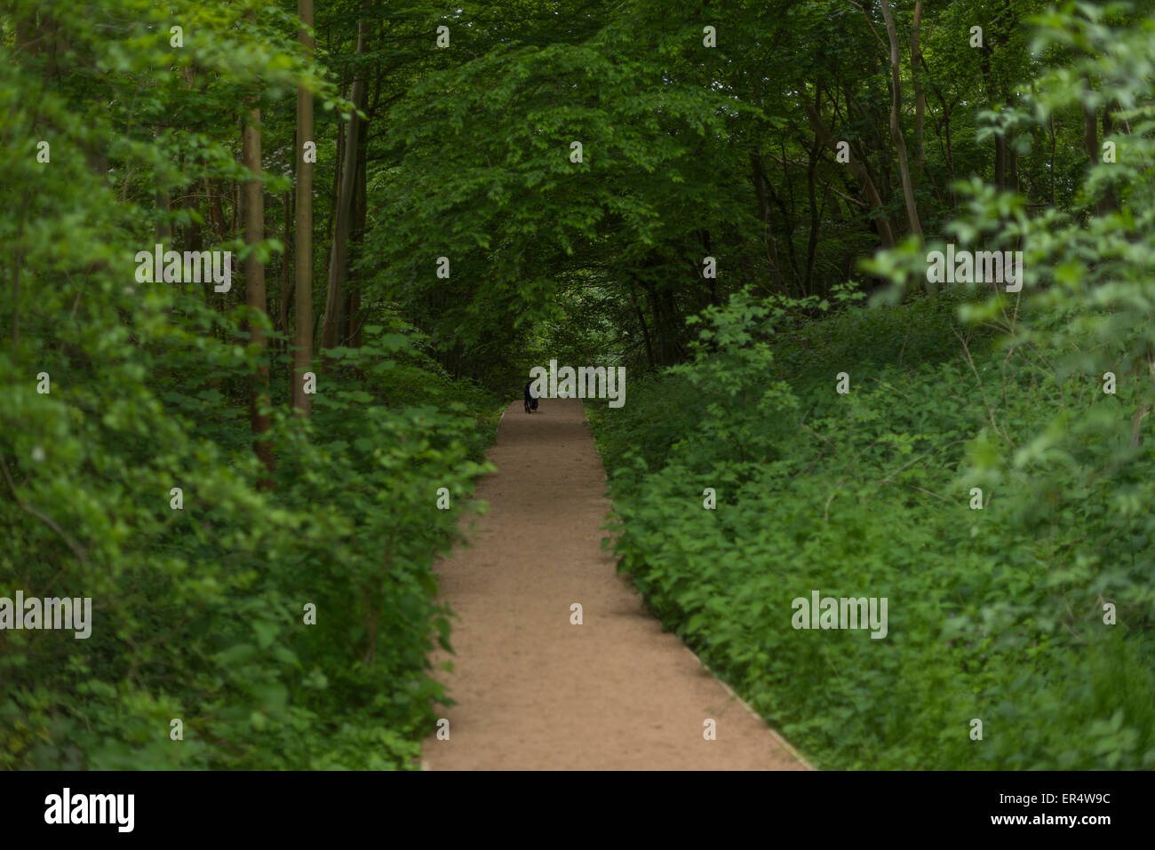 Path in the woods with wondering dog Stock Photo - Alamy