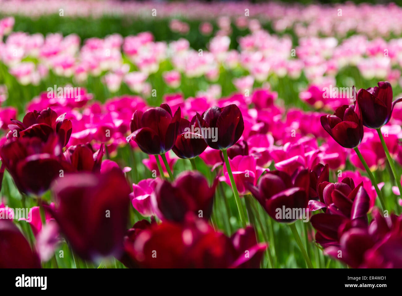 bright colorful flowers tulips for background, posters, cards Stock ...