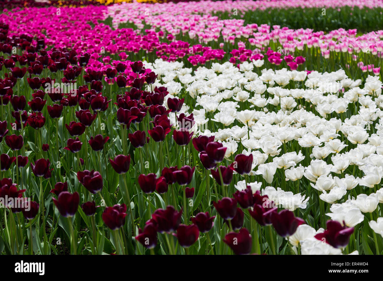 bright colorful flowers tulips for background, posters, cards Stock ...