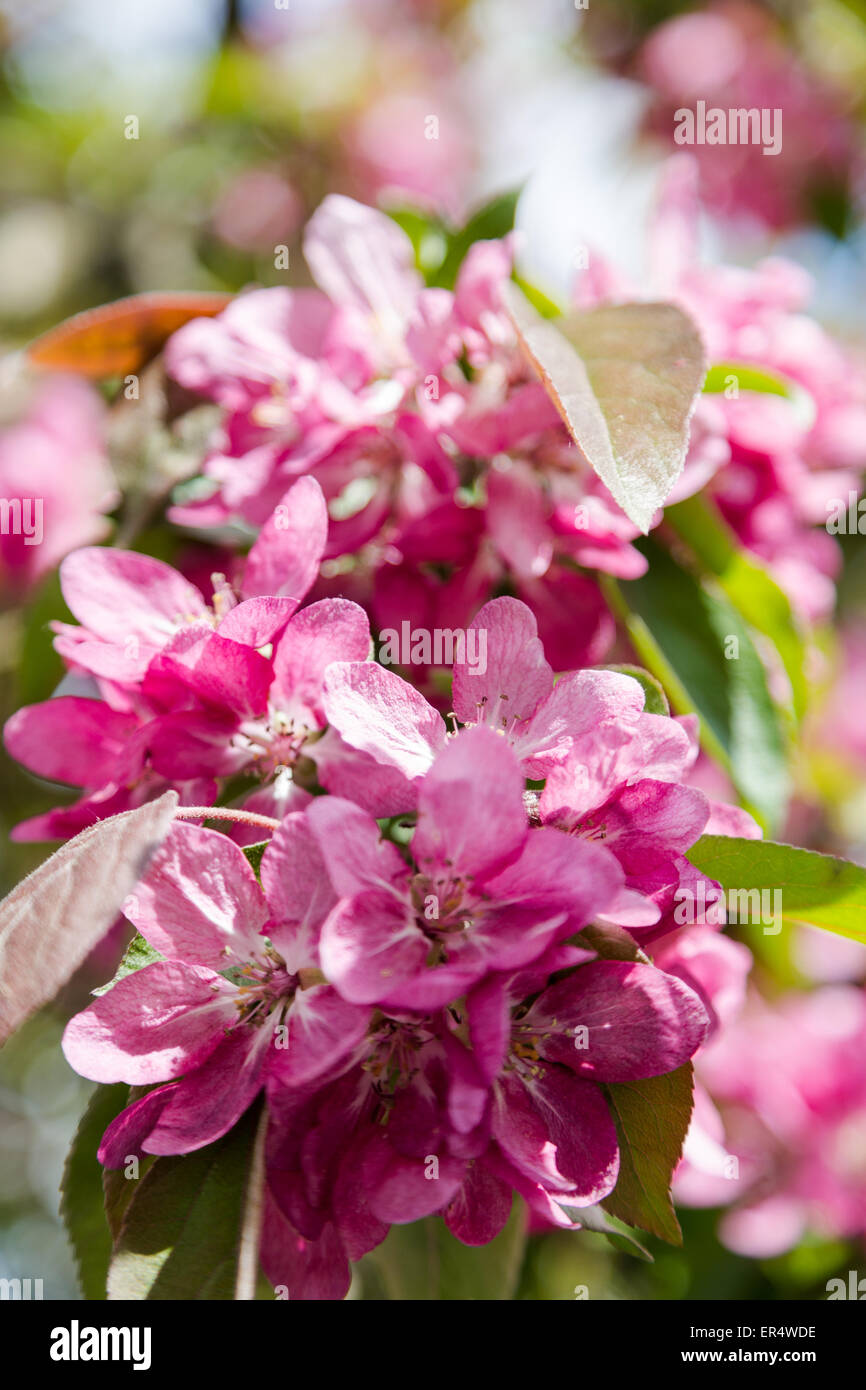 twig with bright colorful flowers apple-tree for background, posters ...