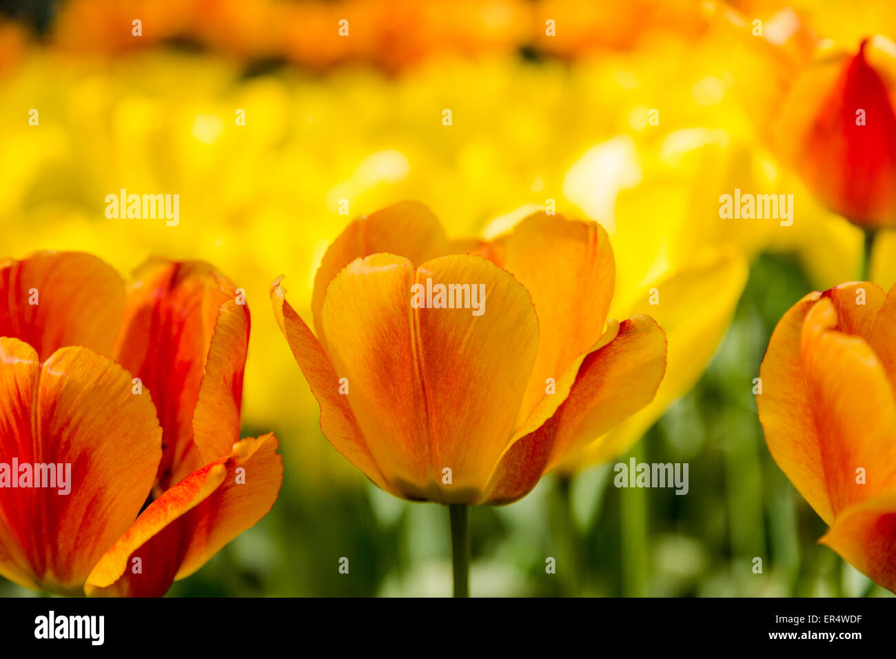 bright colorful flowers tulips for background, posters, cards Stock ...