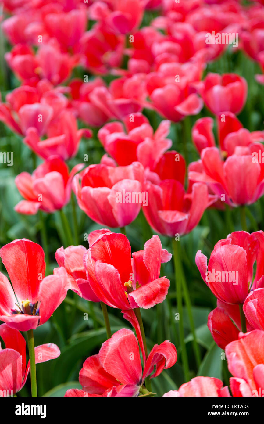 bright colorful flowers tulips for background, posters, cards Stock ...