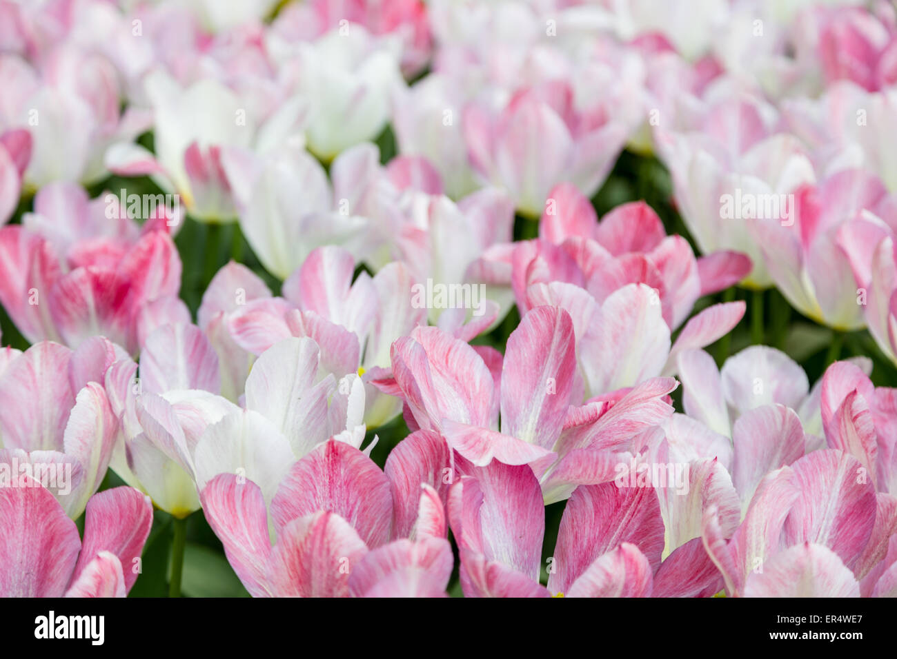 bright colorful flowers tulips for background, posters, cards Stock ...