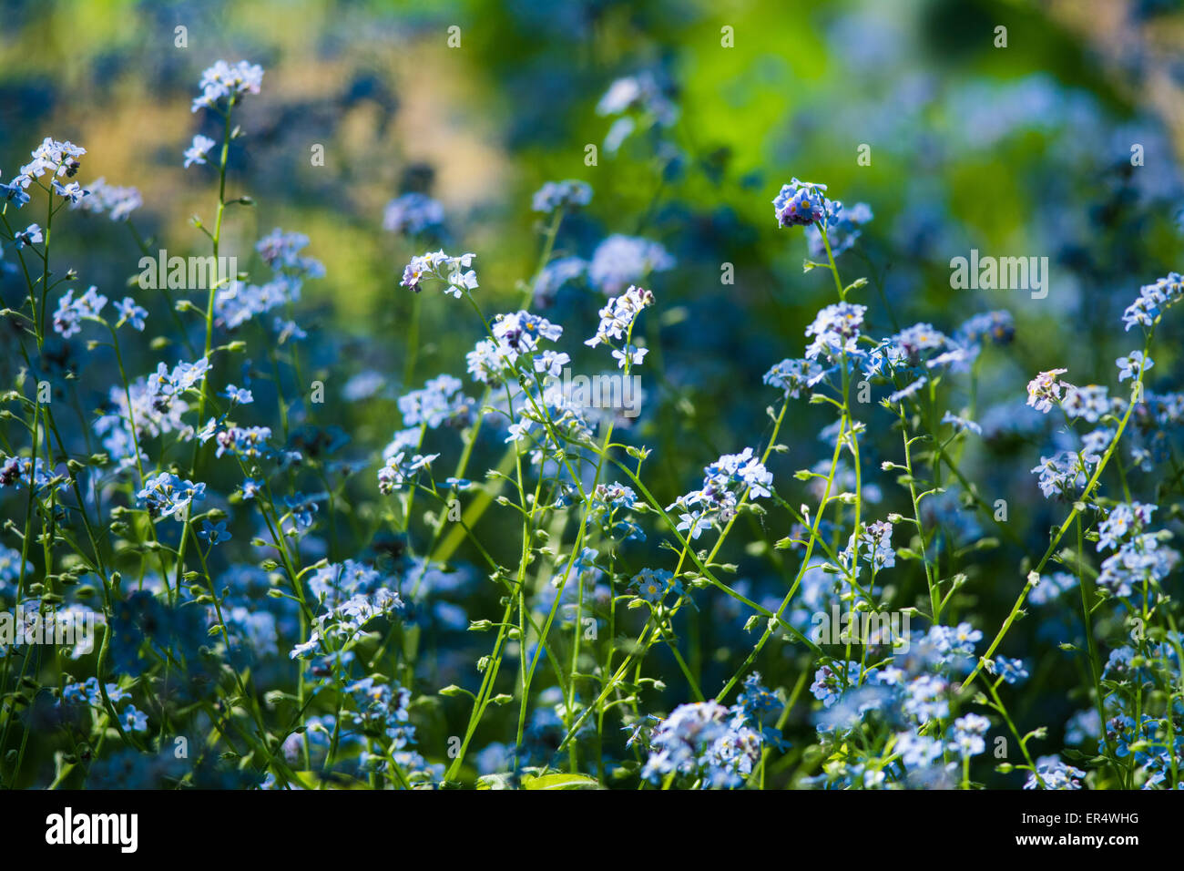 Forget me nots in sun hi-res stock photography and images - Alamy