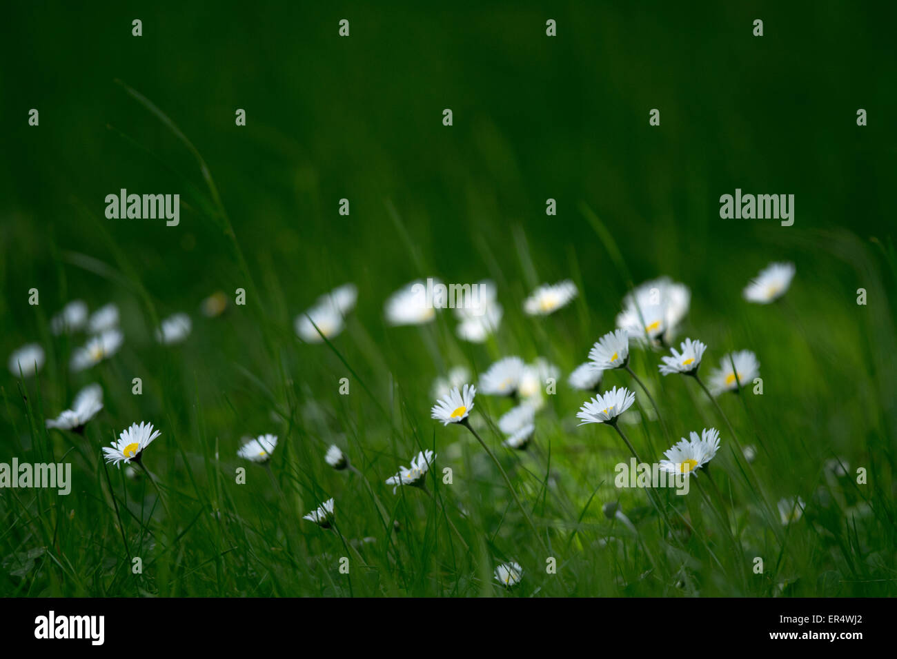A group of Daisies in the lawn Stock Photo - Alamy