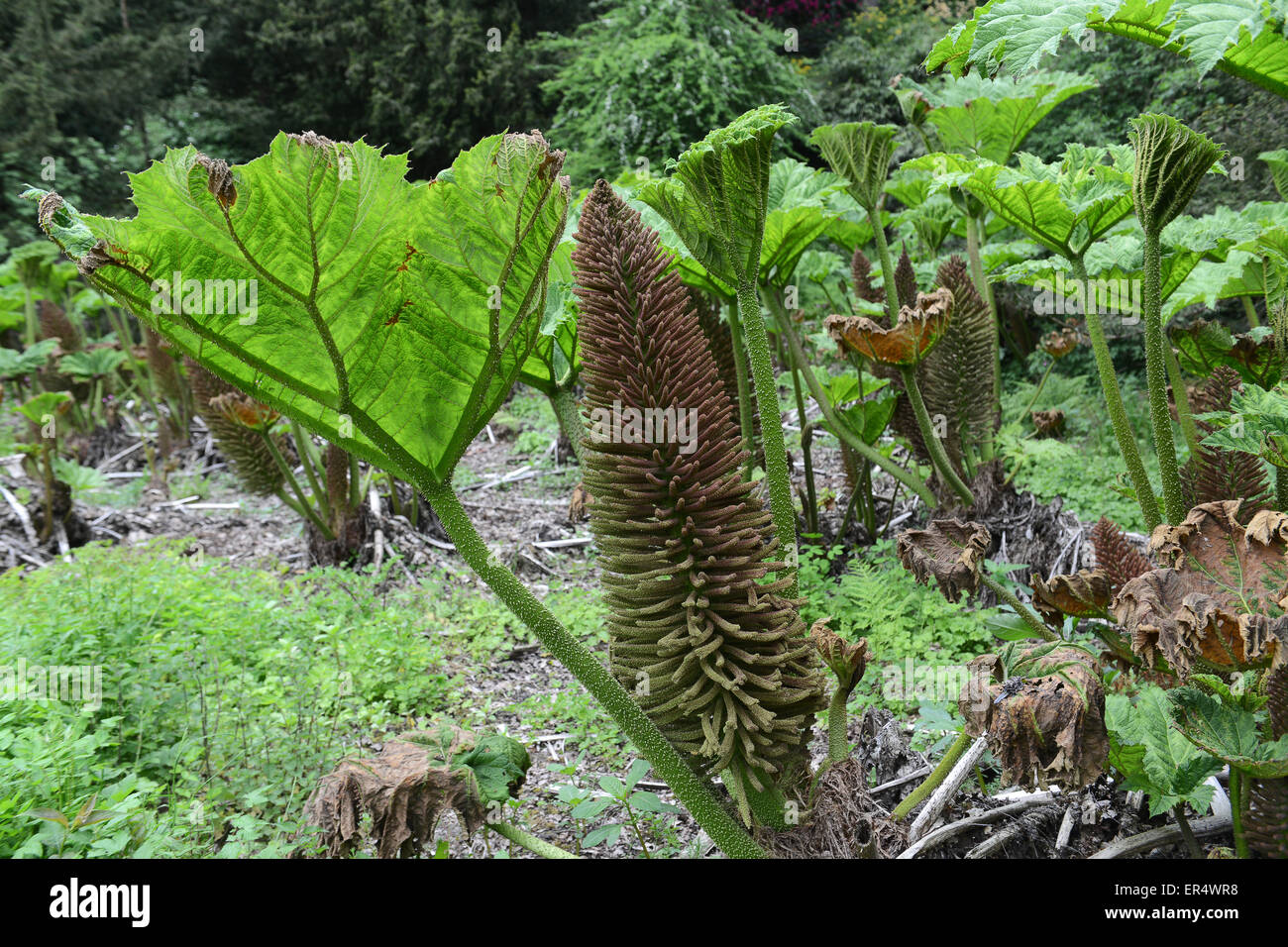 Gunnera manicata or giant rhubarb in Spring Uk Stock Photo - Alamy