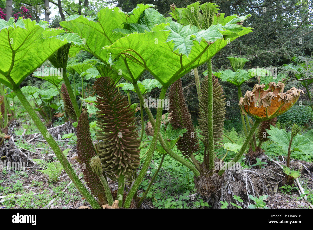 Gunnera Manicata High Resolution Stock Photography and Images - Alamy
