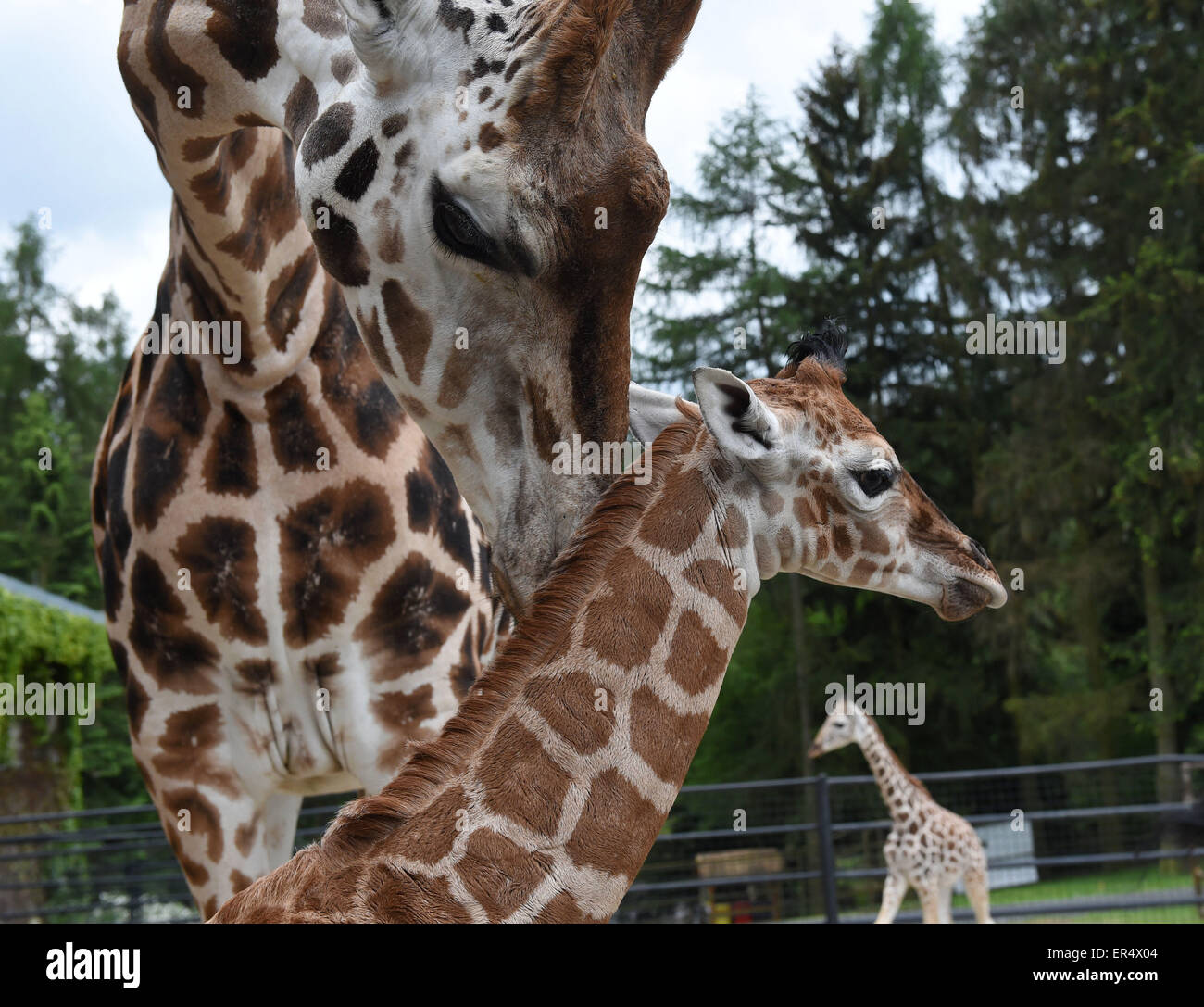 Rothschild giraffe female calf named Saran is this year's first ...