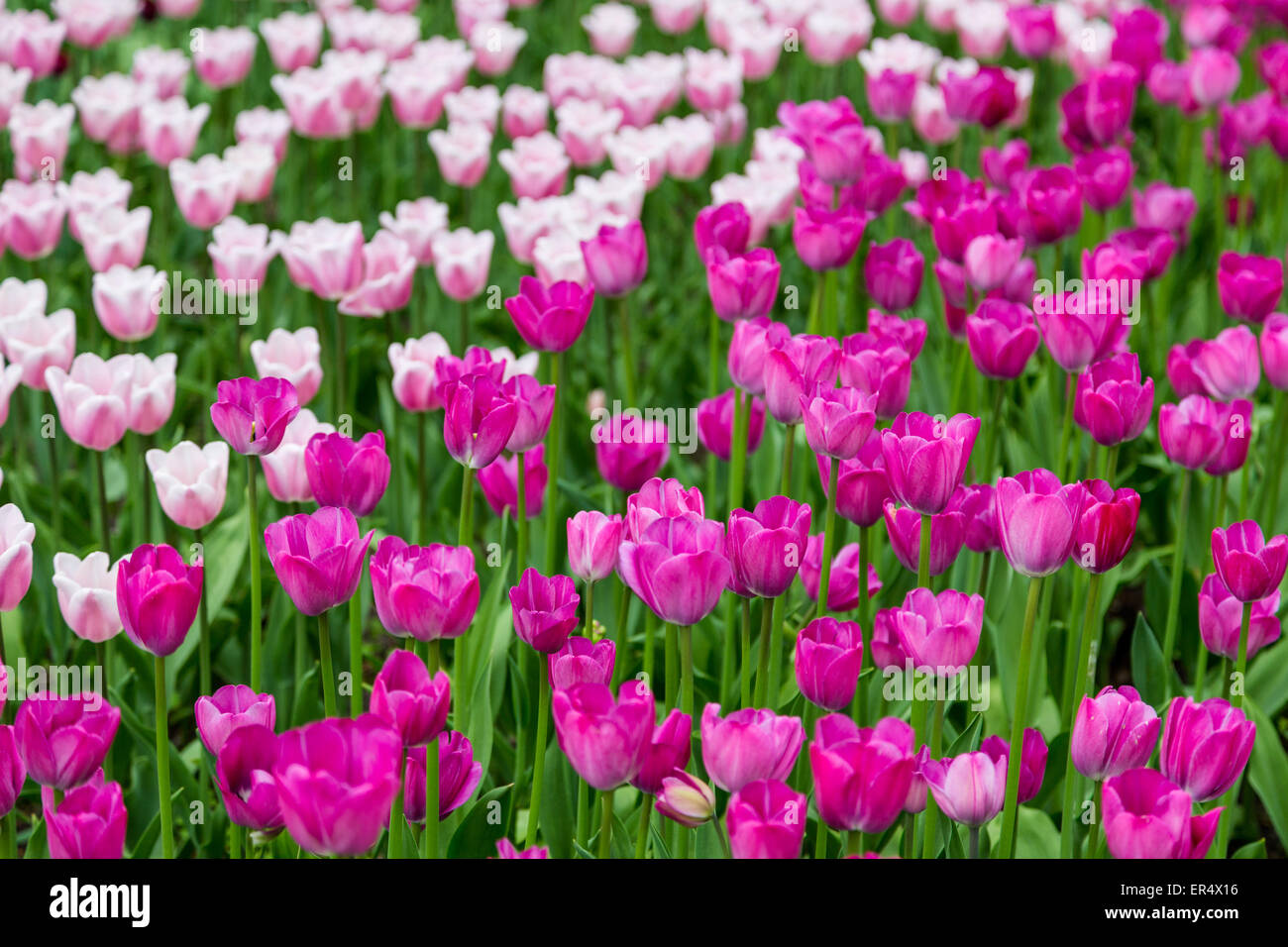 bright colorful flowers tulips for background, posters, cards Stock ...