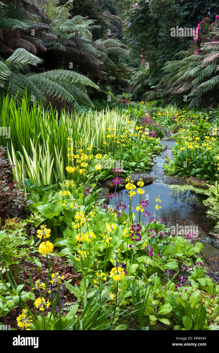 Beautiful stream garden at Trebah gardens spring with colourful ...