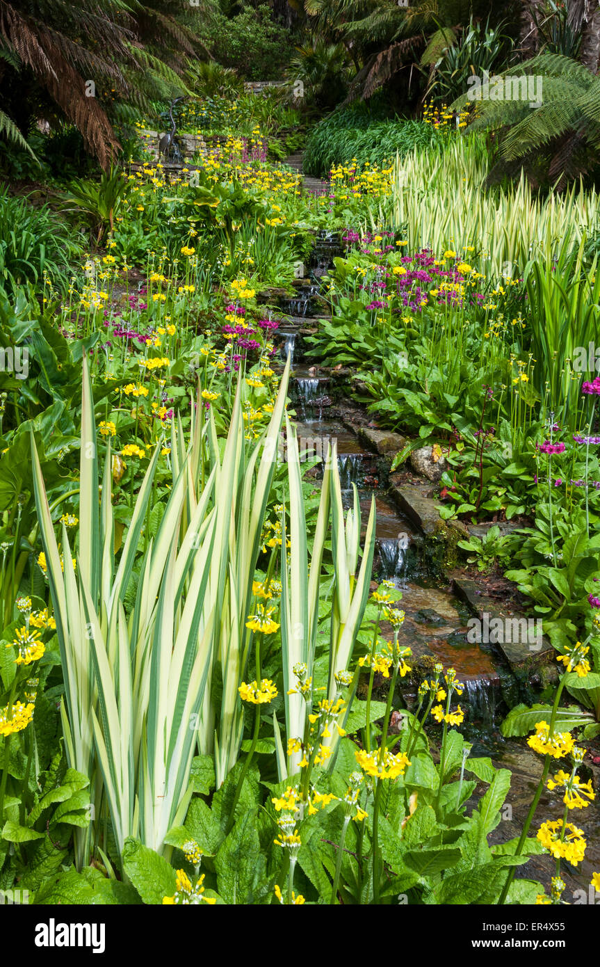 Beautiful stream garden at Trebah gardens spring with colourful ...