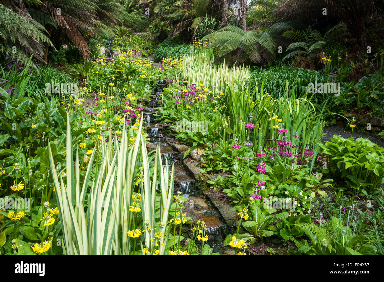 Beautiful stream garden at Trebah gardens spring with colourful ...