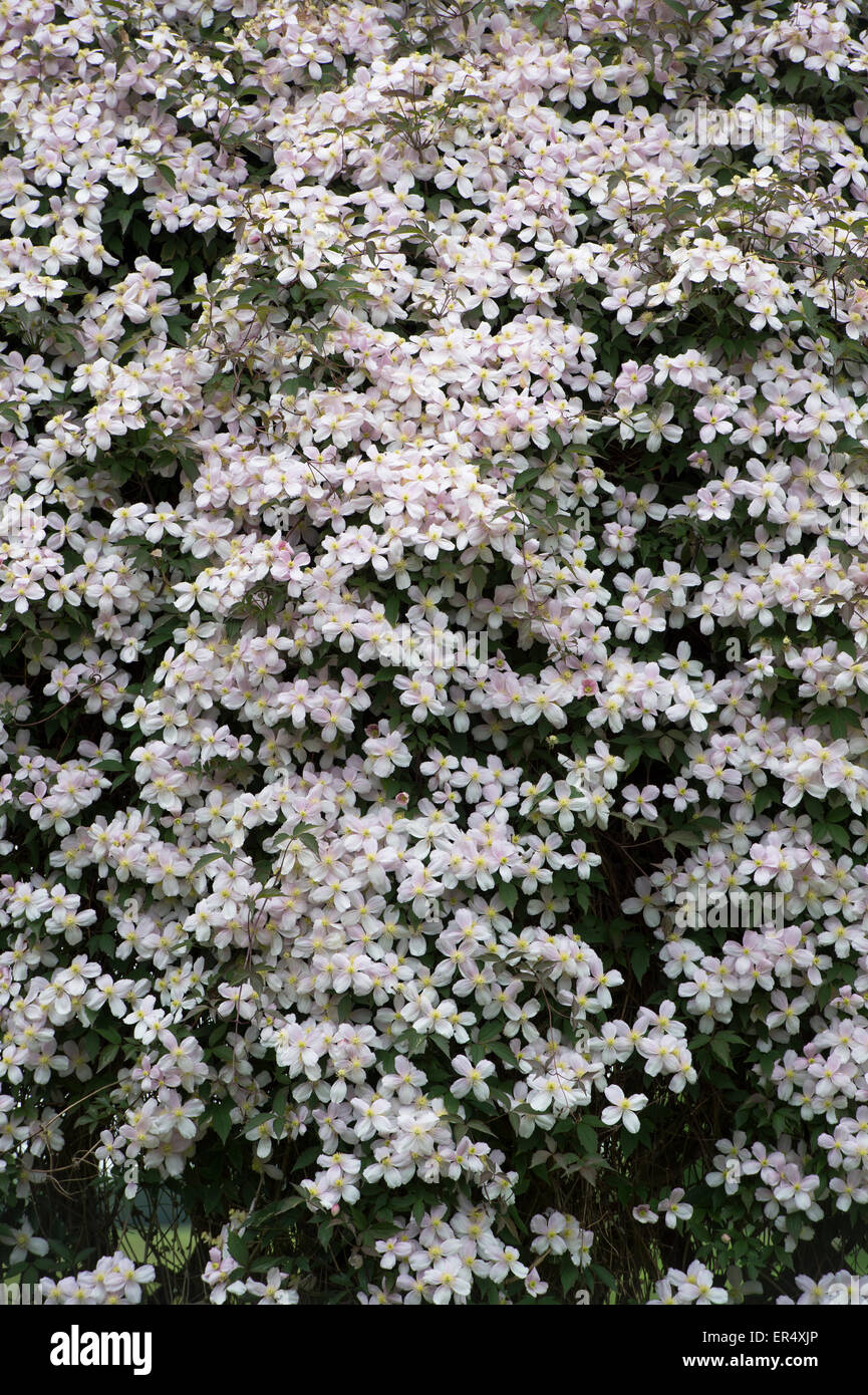 Clematis montana var. rubens 'Elizabeth'. Clematis Montana Elizabeth ...