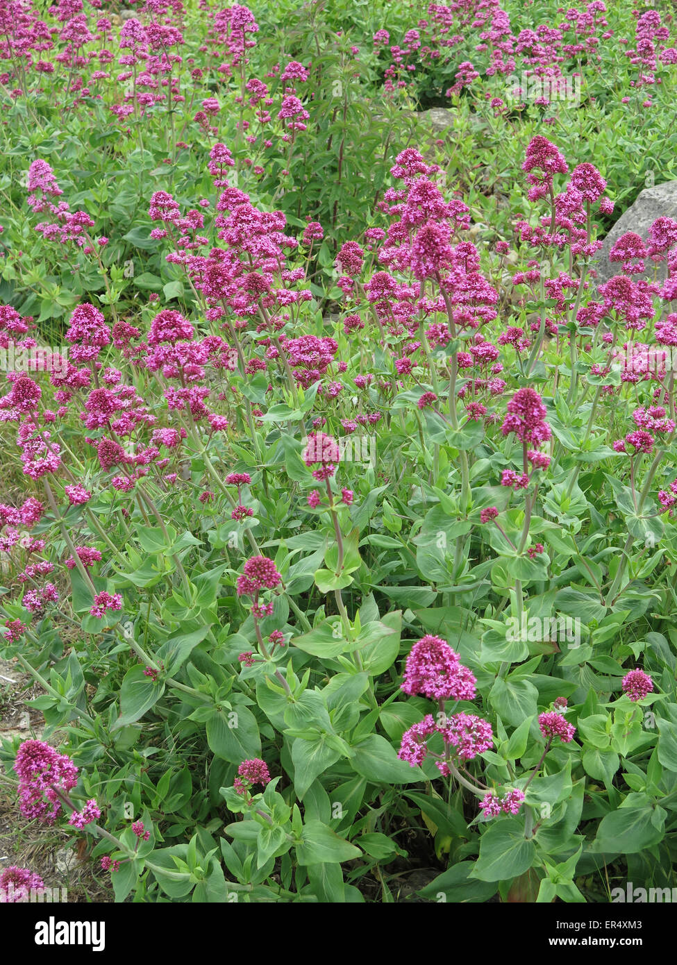 Red valerian flower hi-res stock photography and images - Alamy