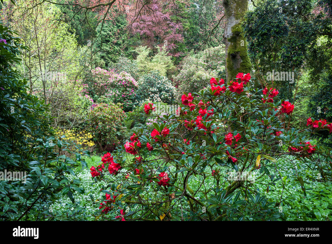 Mature rhododendron hi-res stock photography and images - Alamy