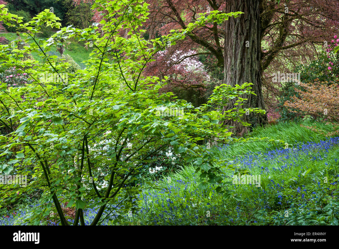 Colourful spring trees and shrubs at Trebah gardens near Falmouth in ...