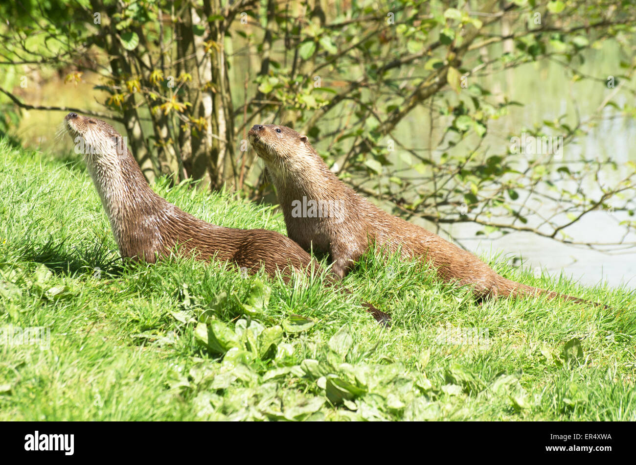 EUROPEAN BRITISH OTTER, Lutra Luta, Surrey, England Stock Photo - Alamy