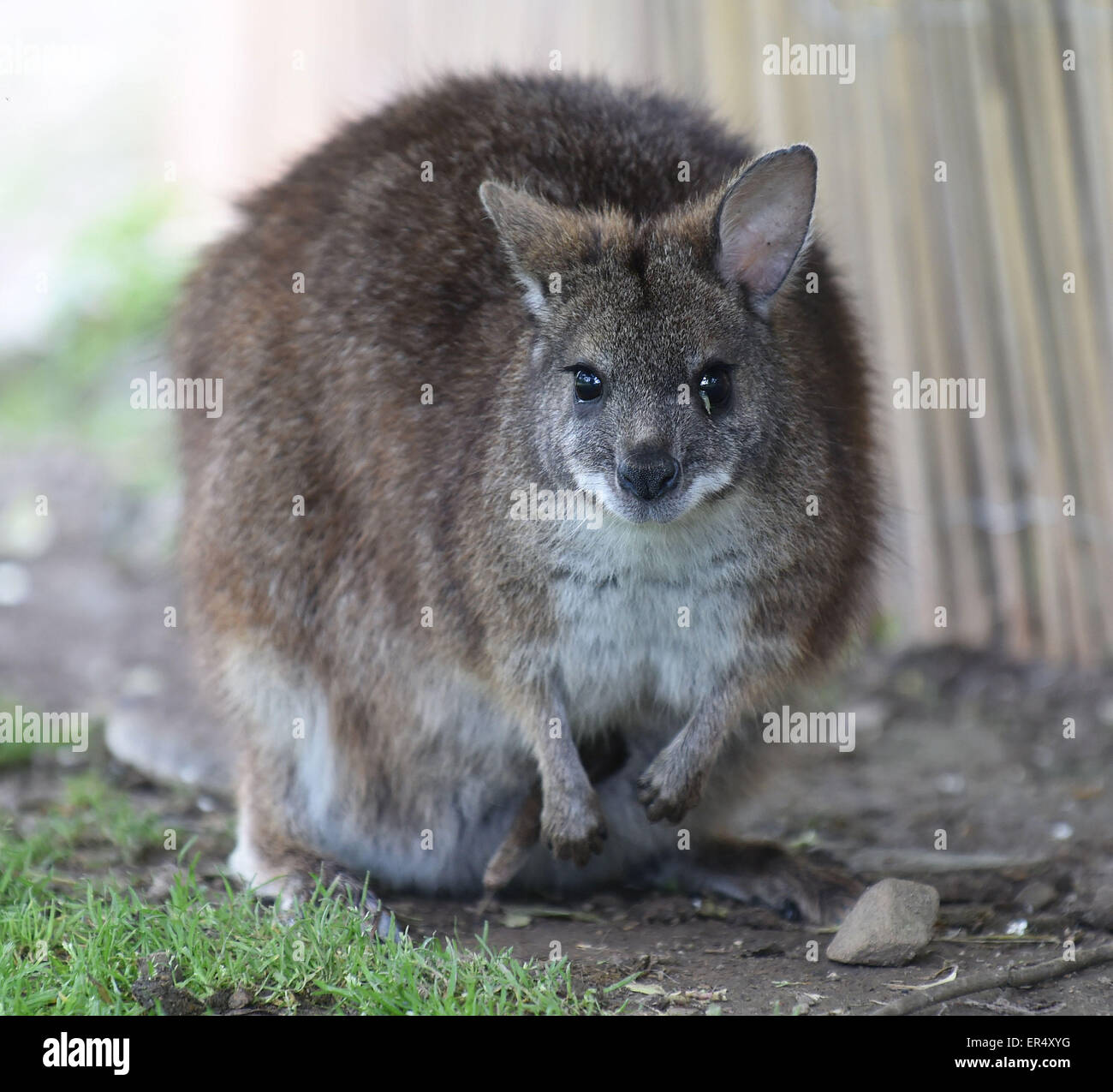 Parma Wallaby female, Macropus parma, with its offspring in pouch in ...