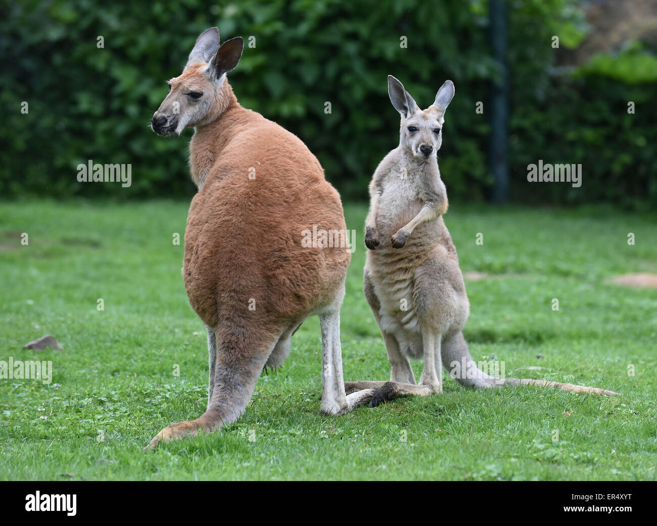 Red Kangaroo female, Macropus rufus, with its offspring in the Olomouc ...