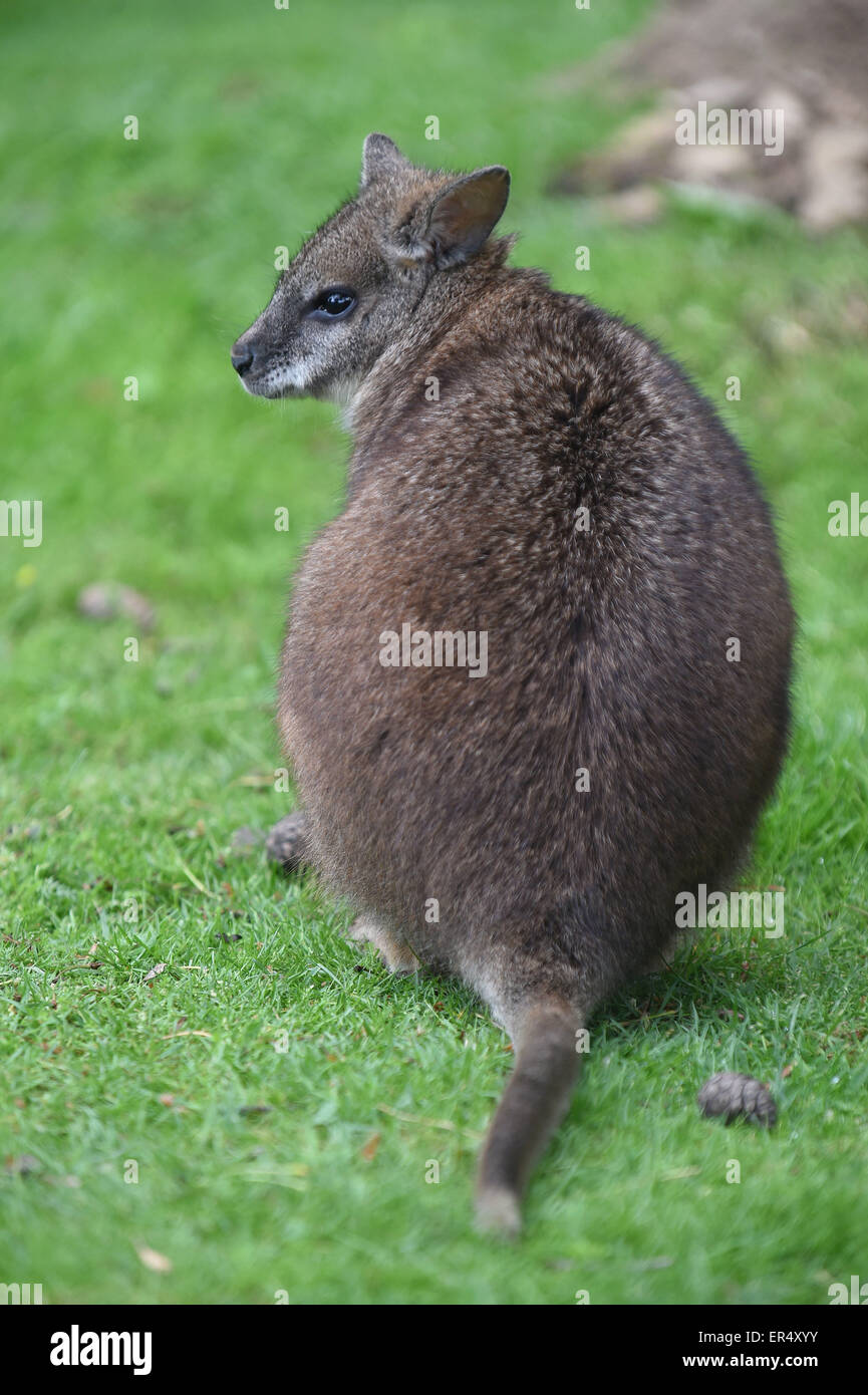 Parma Wallaby, Macropus parma, offspring in the Olomouc Zoo, Czech ...