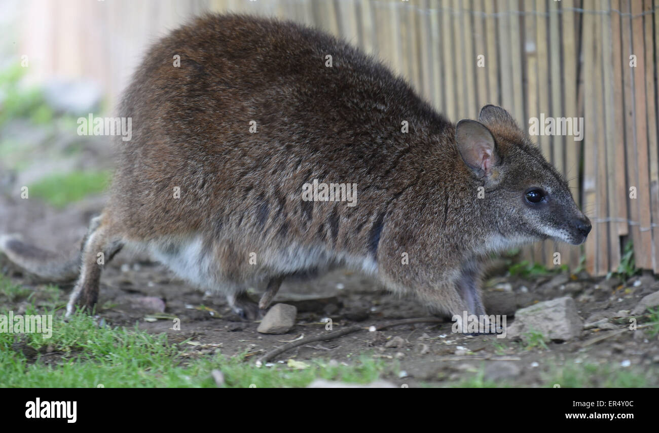 Parma Wallaby female, Macropus parma, with its offspring in pouch in ...