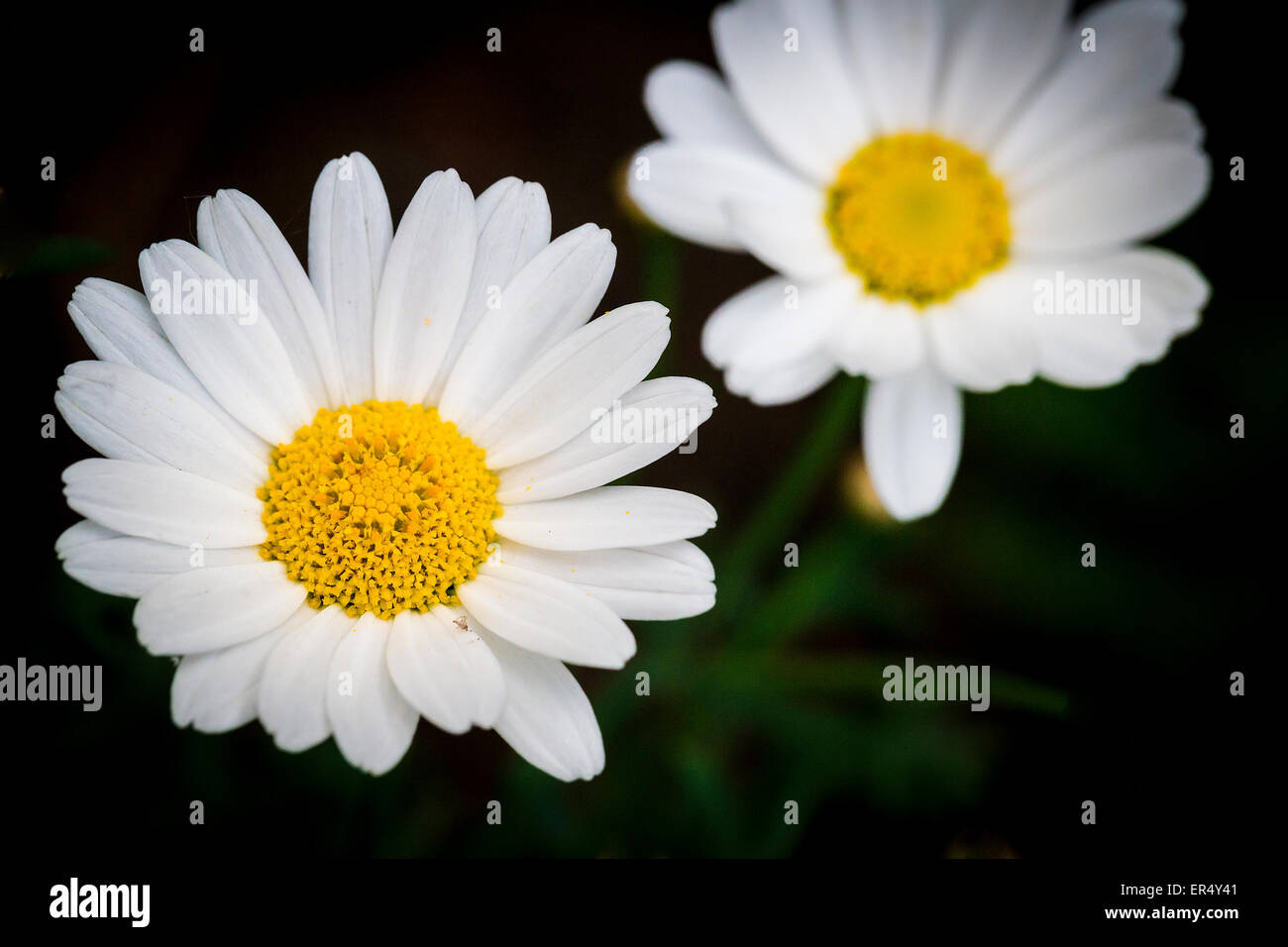 A pair of Marguerite daisy flowers Stock Photo - Alamy