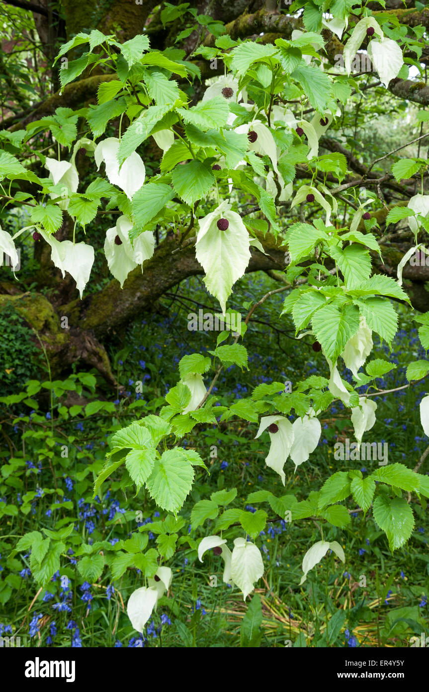 Davidia involucrata dove tree handkerchief tree hi-res stock ...
