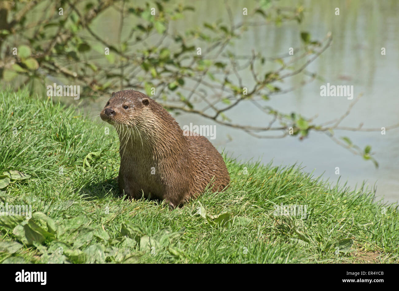 EUROPEAN BRITISH OTTER, Lutra Luta, Surrey, England Stock Photo - Alamy