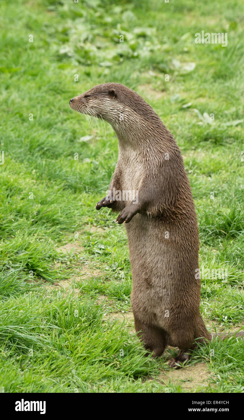 EUOPEAN BRITISH OTTER, Lutra Luta, Surrey, England Stock Photo - Alamy