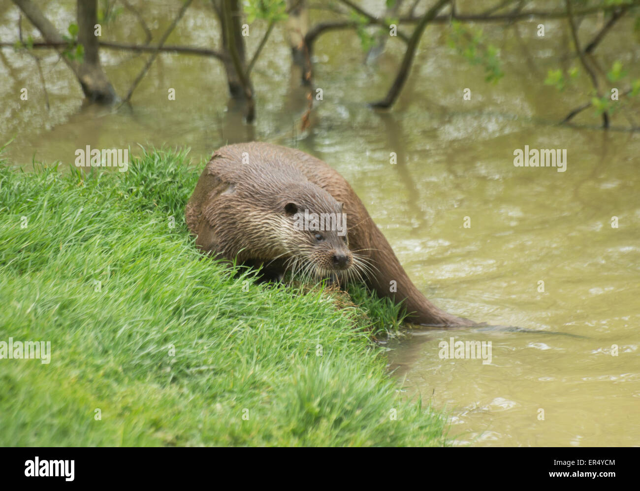 EUROPEAN BRITISH OTTER, Lutra Luta, Surrey, England Stock Photo - Alamy