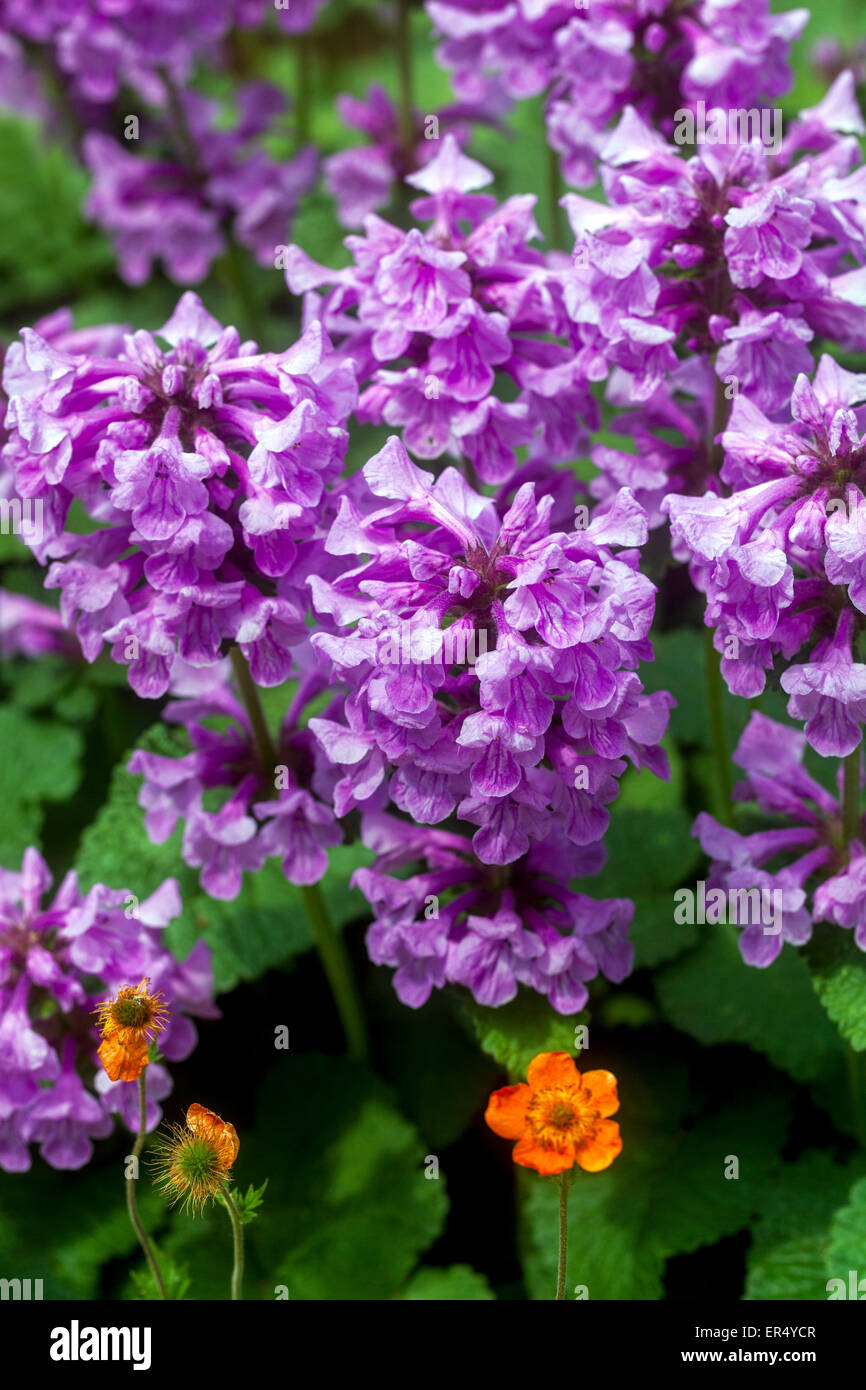 Stachys macrantha 'Superba' Stock Photo - Alamy