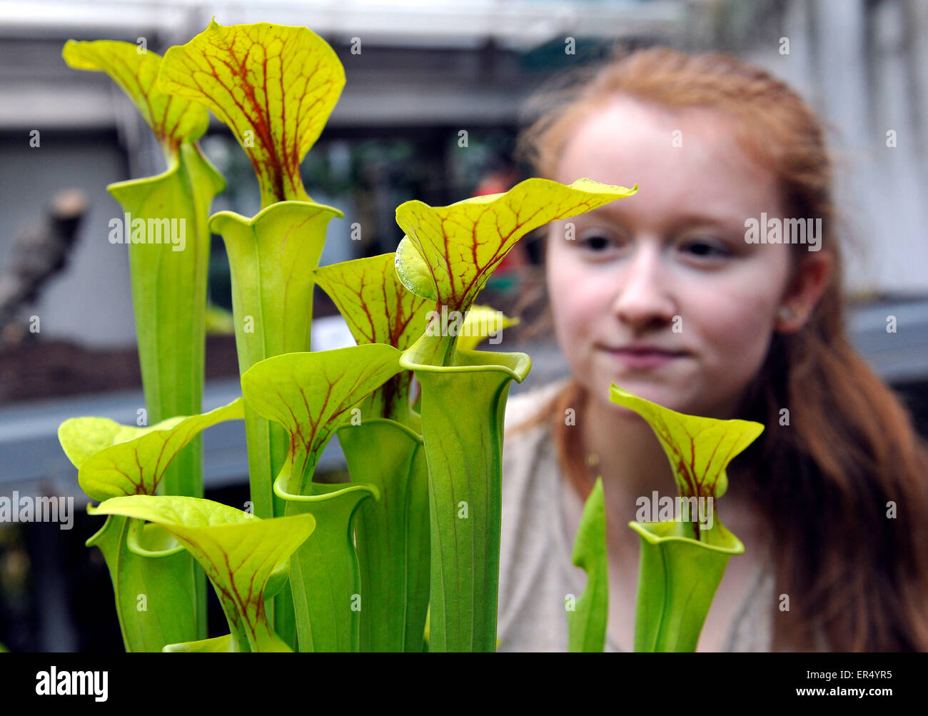 Brno, Czech Republic. 27th May, 2015. An exhibition of carnivorous ...