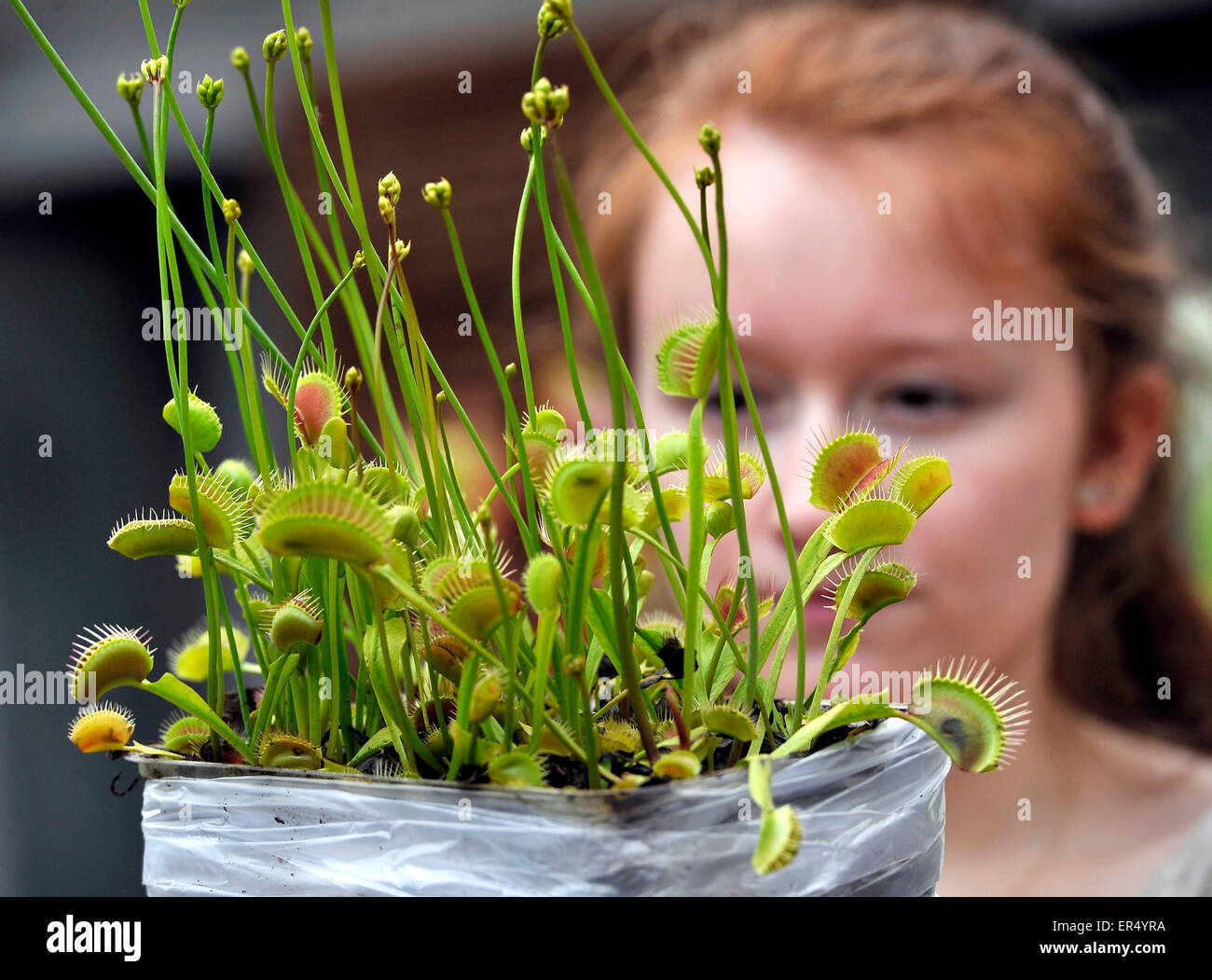 Brno, Czech Republic. 27th May, 2015. An exhibition of carnivorous ...