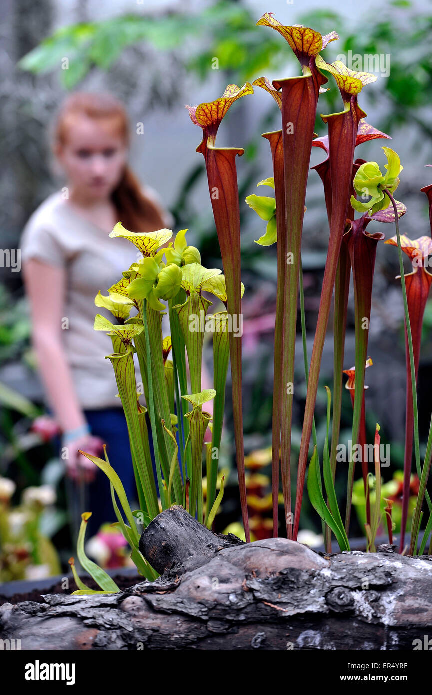 Brno, Czech Republic. 27th May, 2015. An exhibition of carnivorous ...