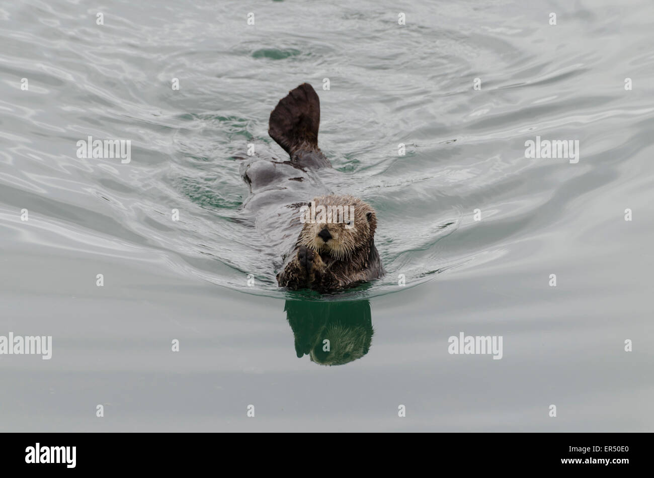 Sea otter (Enhydra lutris). Sea otters are one of the smallest of the ...