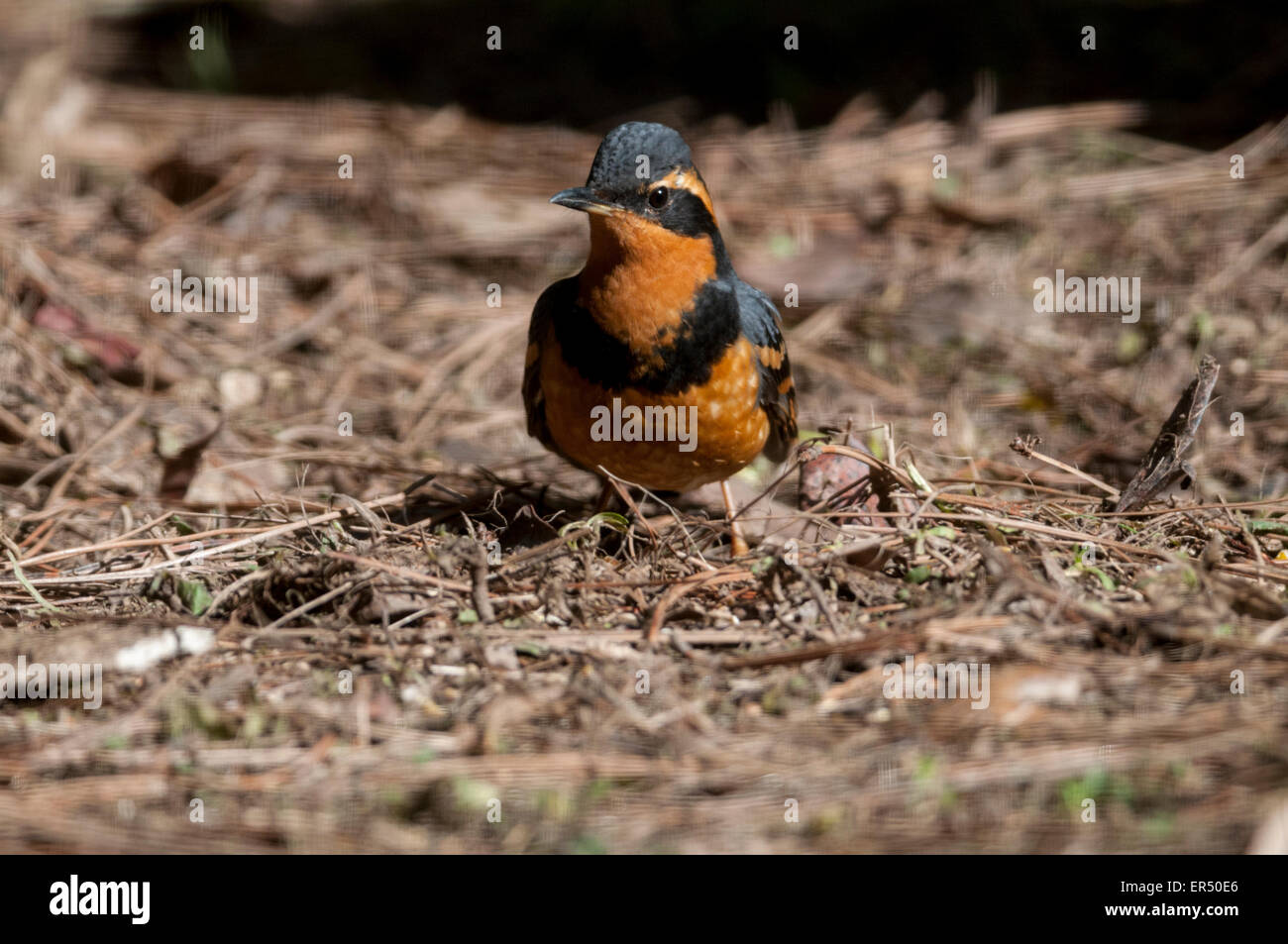Varied Thrush male(Ixoreus naevius) foraging the forest floor. Sierra ...