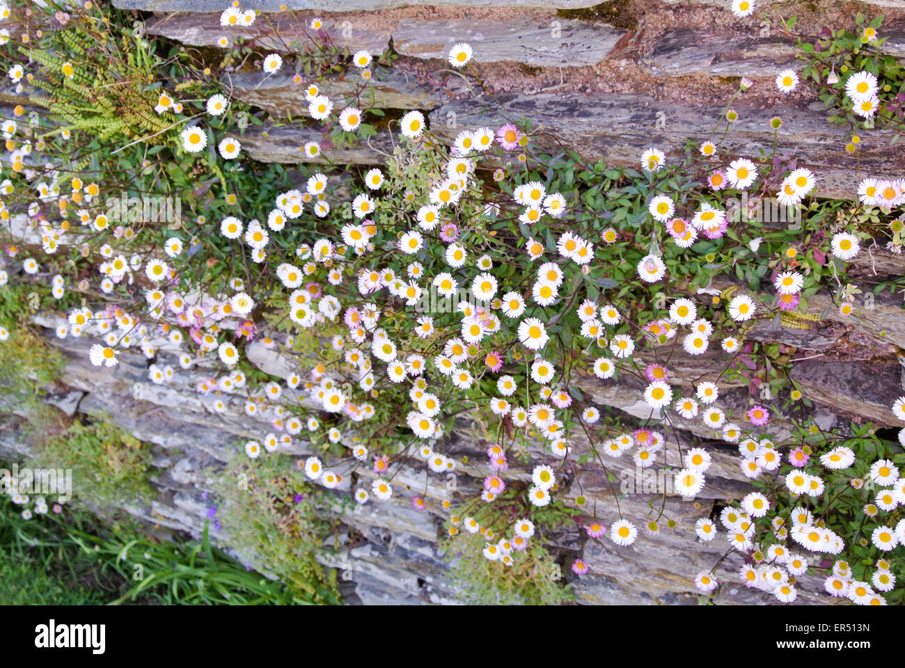 Creeping mats hi-res stock photography and images - Alamy