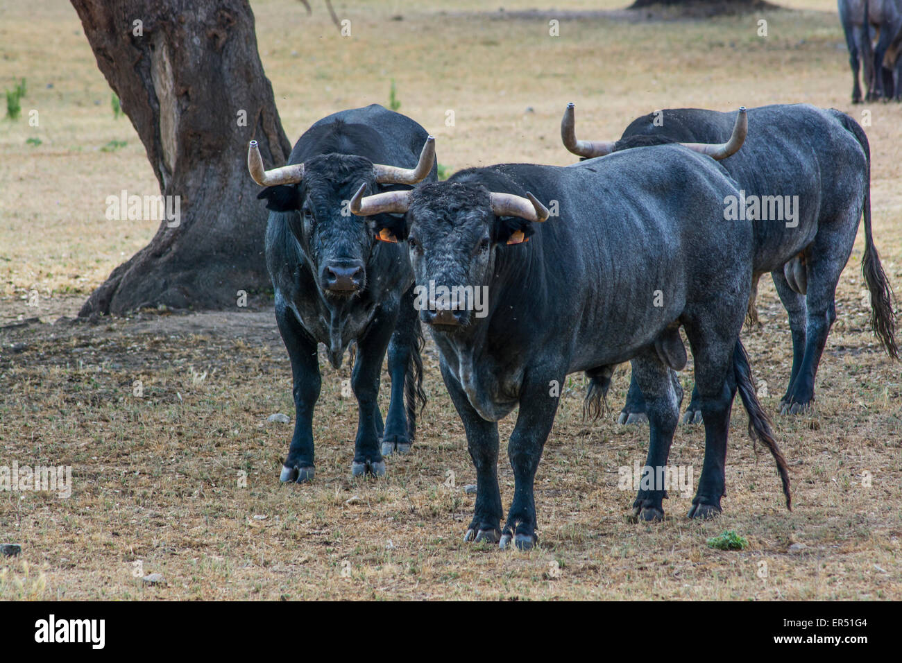 Happy bulls hi-res stock photography and images - Alamy