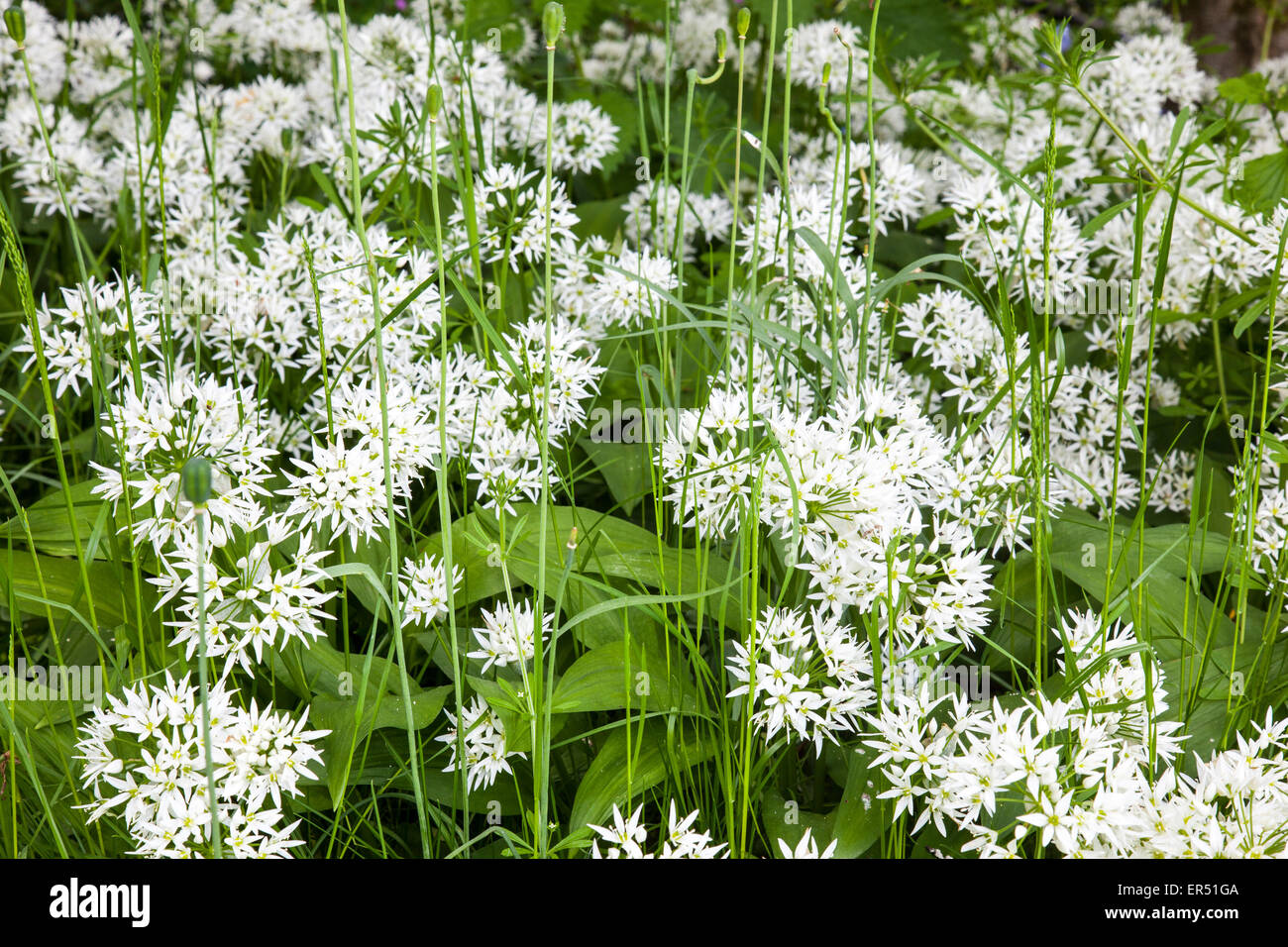 WIld garlic (known as Ransoms, Buckrams, Bear Leek, Bear Garlic ...