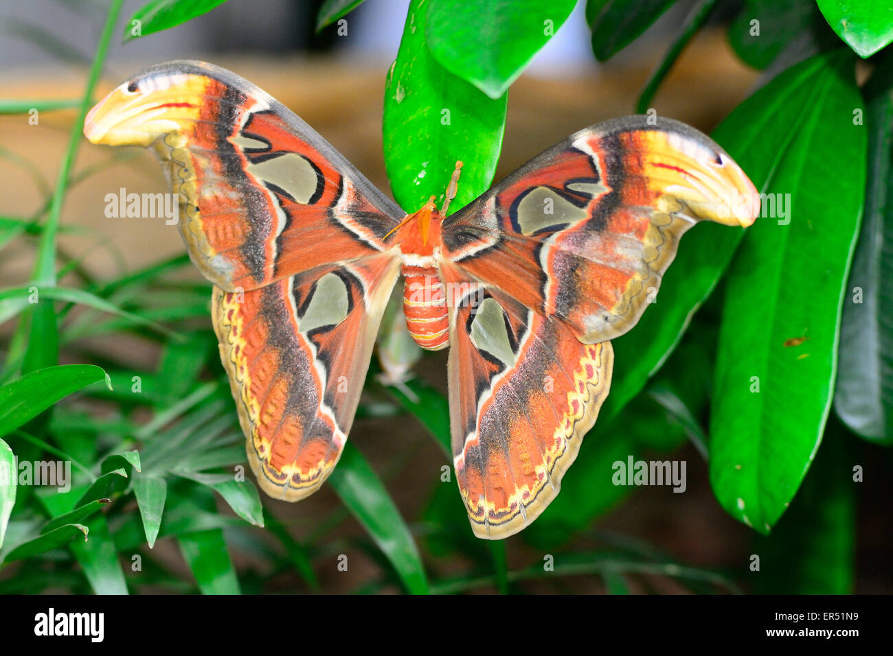 Giant atlas moth hi-res stock photography and images - Alamy