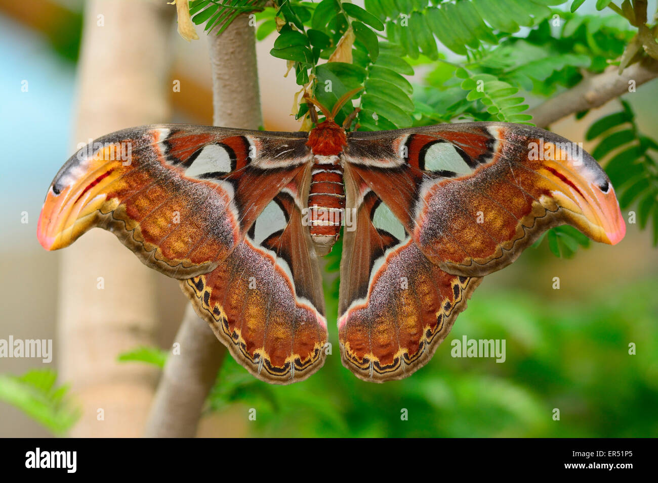 Atlas Moth (EDITORIAL USE ONLY Stock Photo - Alamy