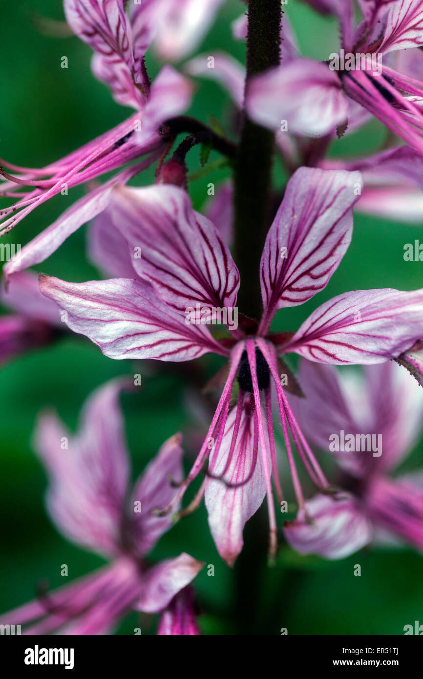 Pink Gas Plant Dictamnus albus 'Purpureus' close up flower Vein Veins ...