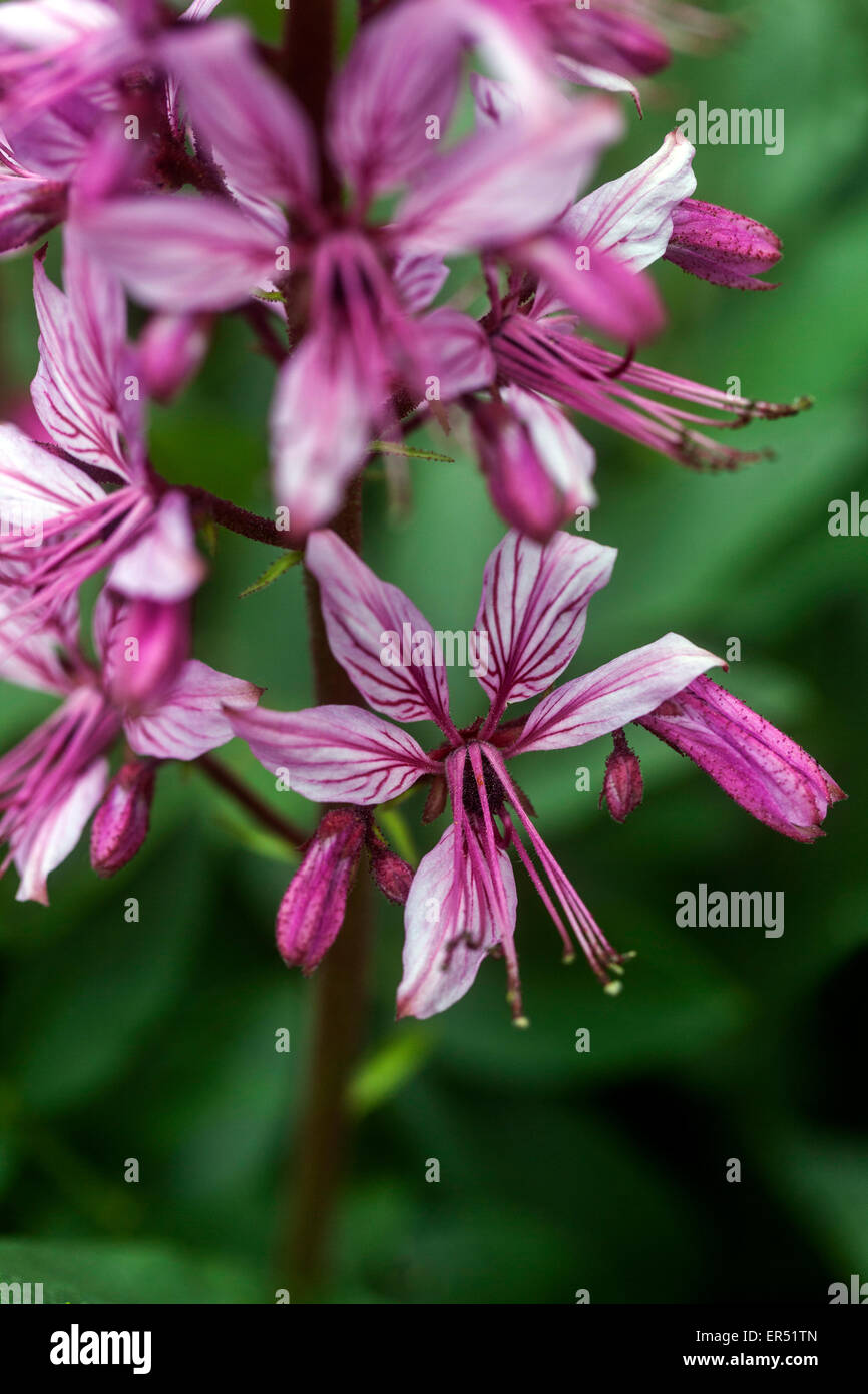 Pink Dictamnus albus 'Purpureus' close up flower Stock Photo - Alamy